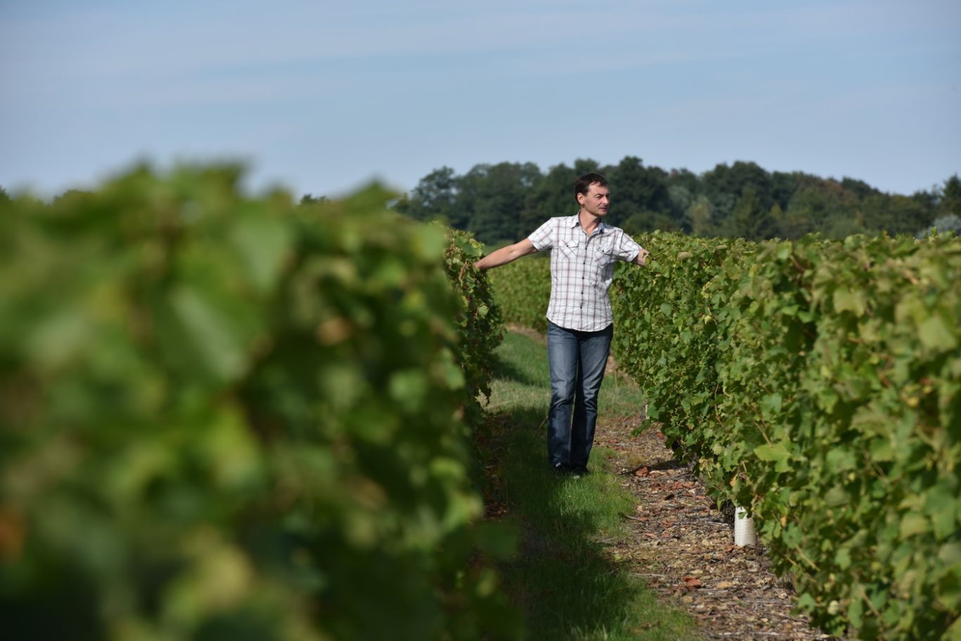 Domaine Sylvain Gaudron - Vouvray